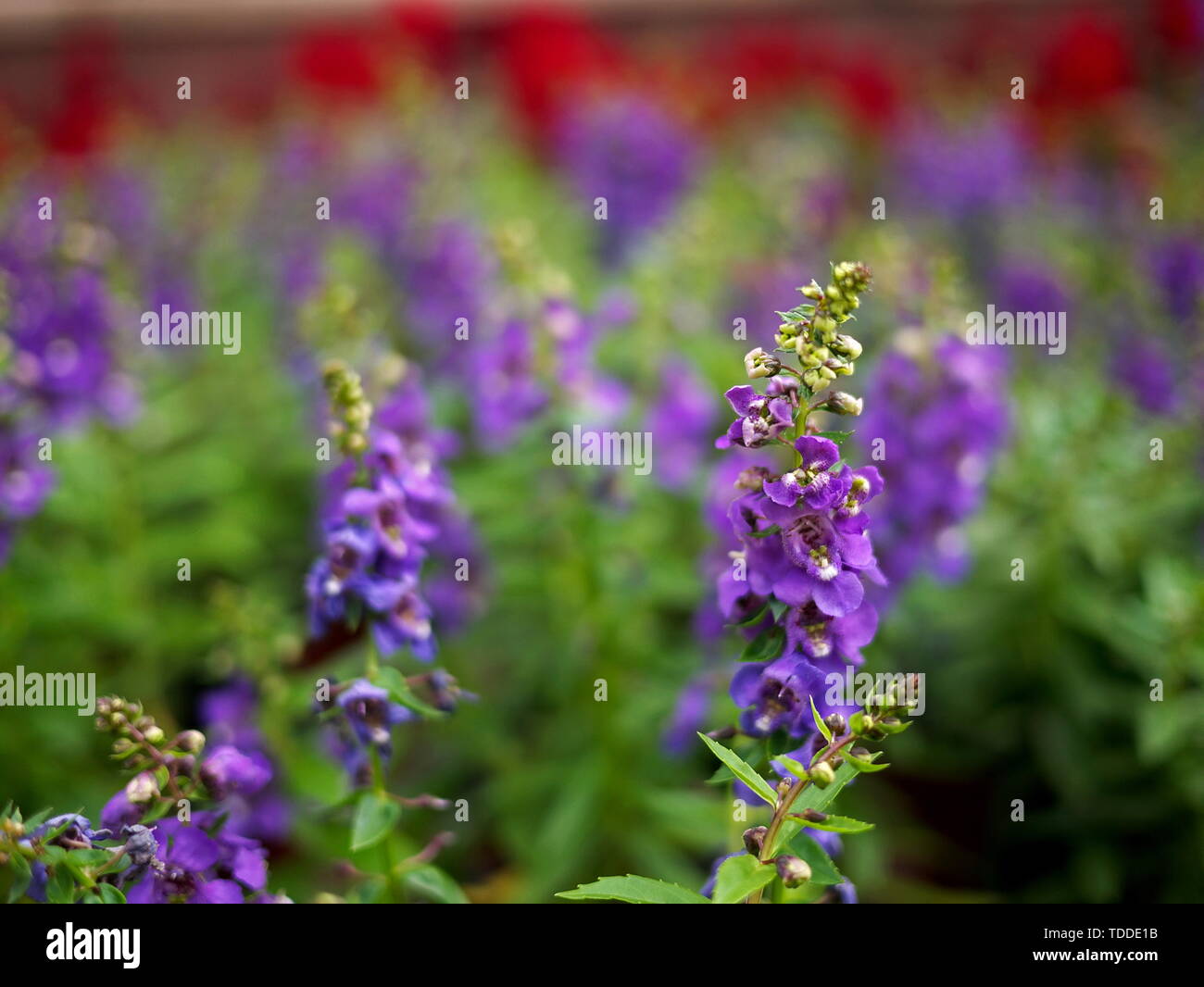 Purple angel flower Stock Photo - Alamy