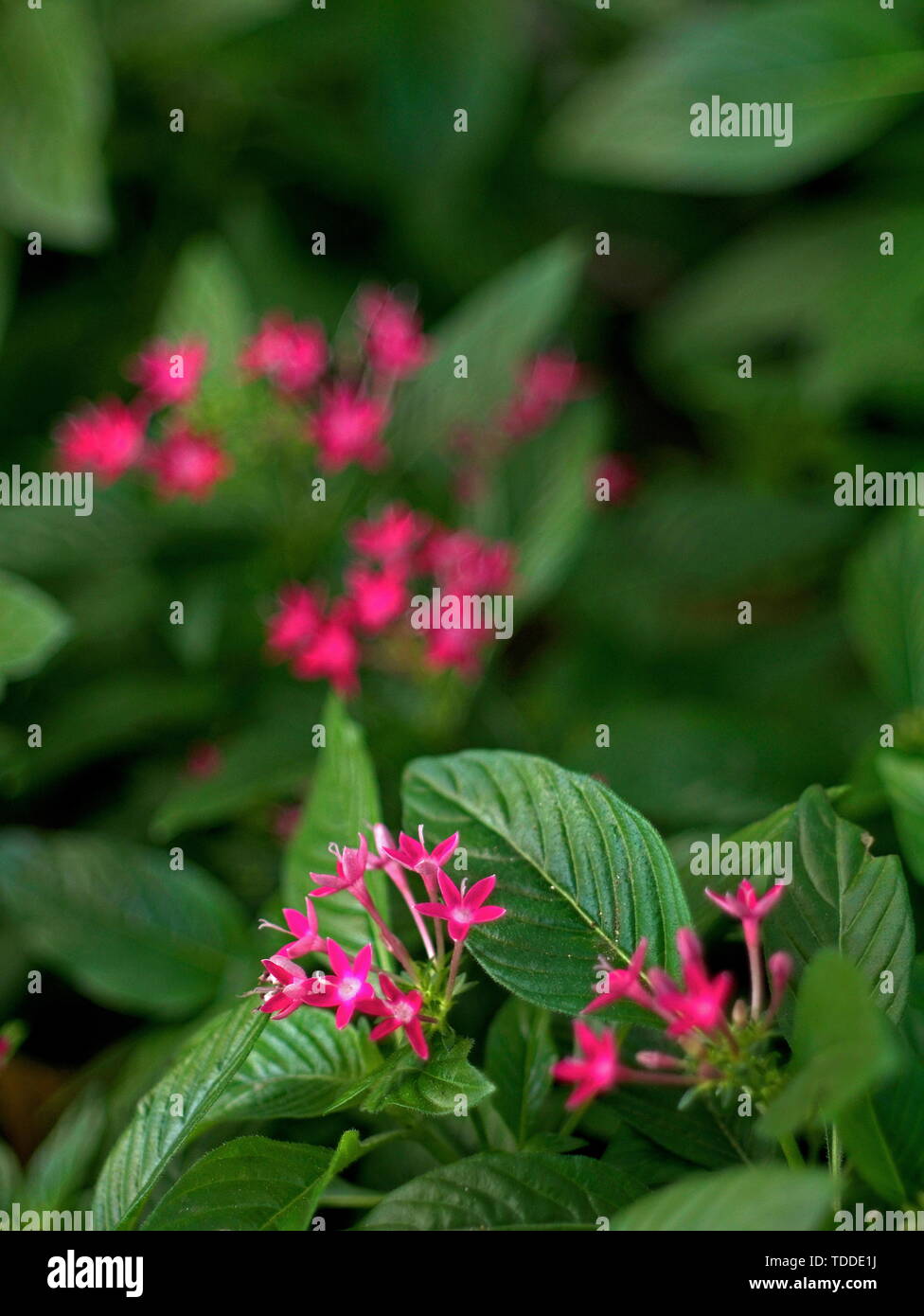 Five star flowers flowers and nature plants hi-res stock photography ...
