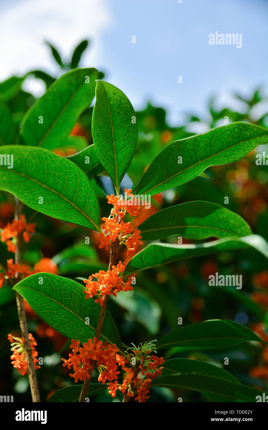 Dangui hi-res stock photography and images - Alamy