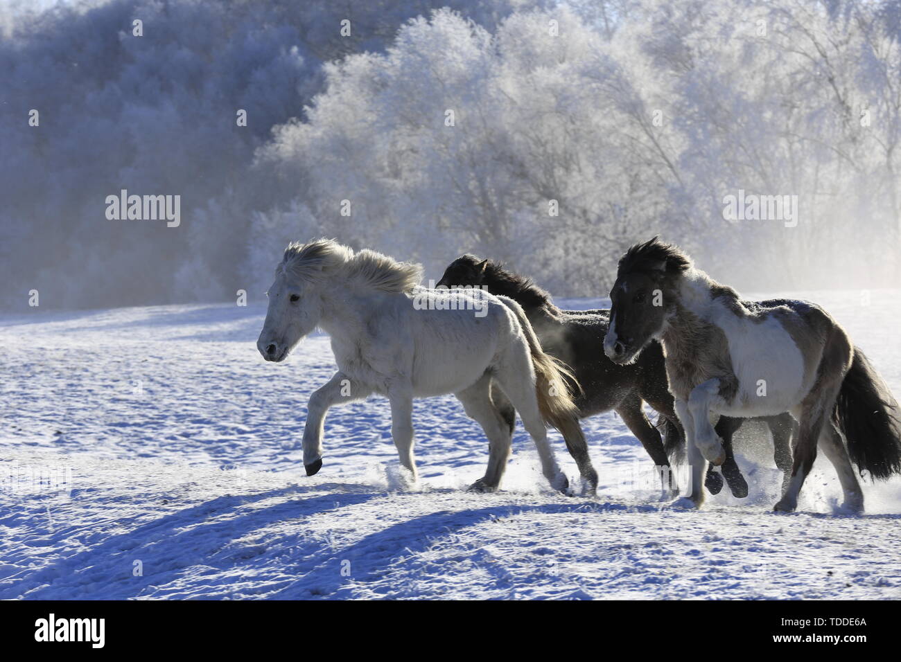 The steed in the snow Stock Photo - Alamy