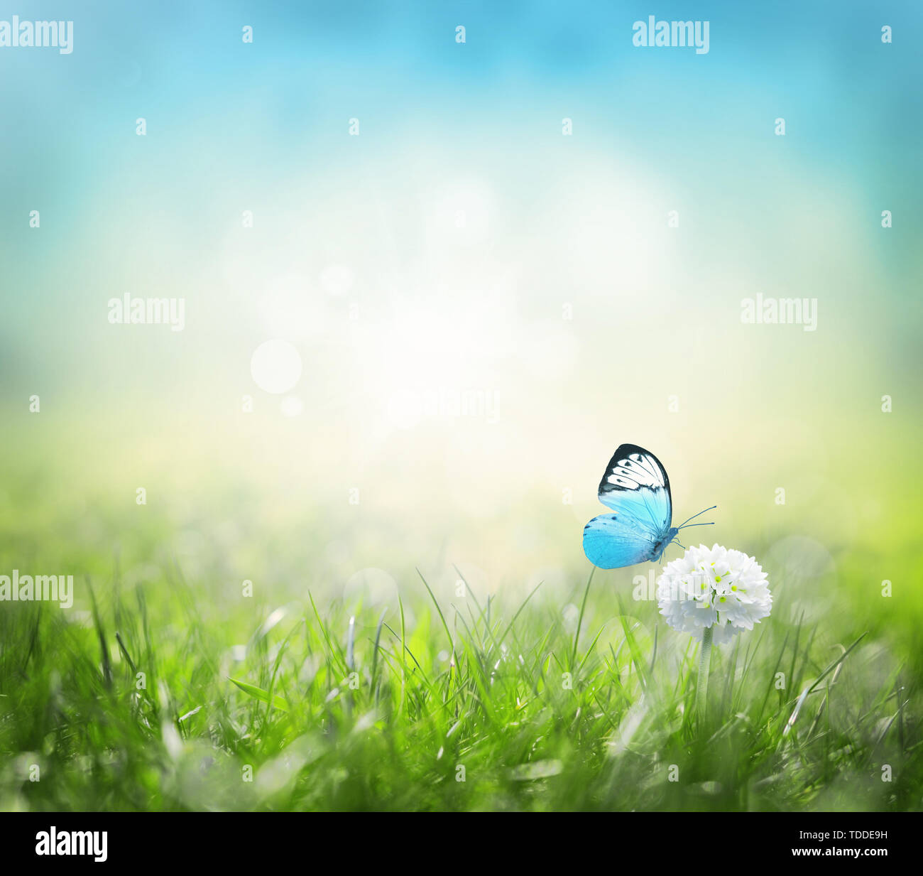 White scope flowers with green grass and sky as background Stock Photo ...