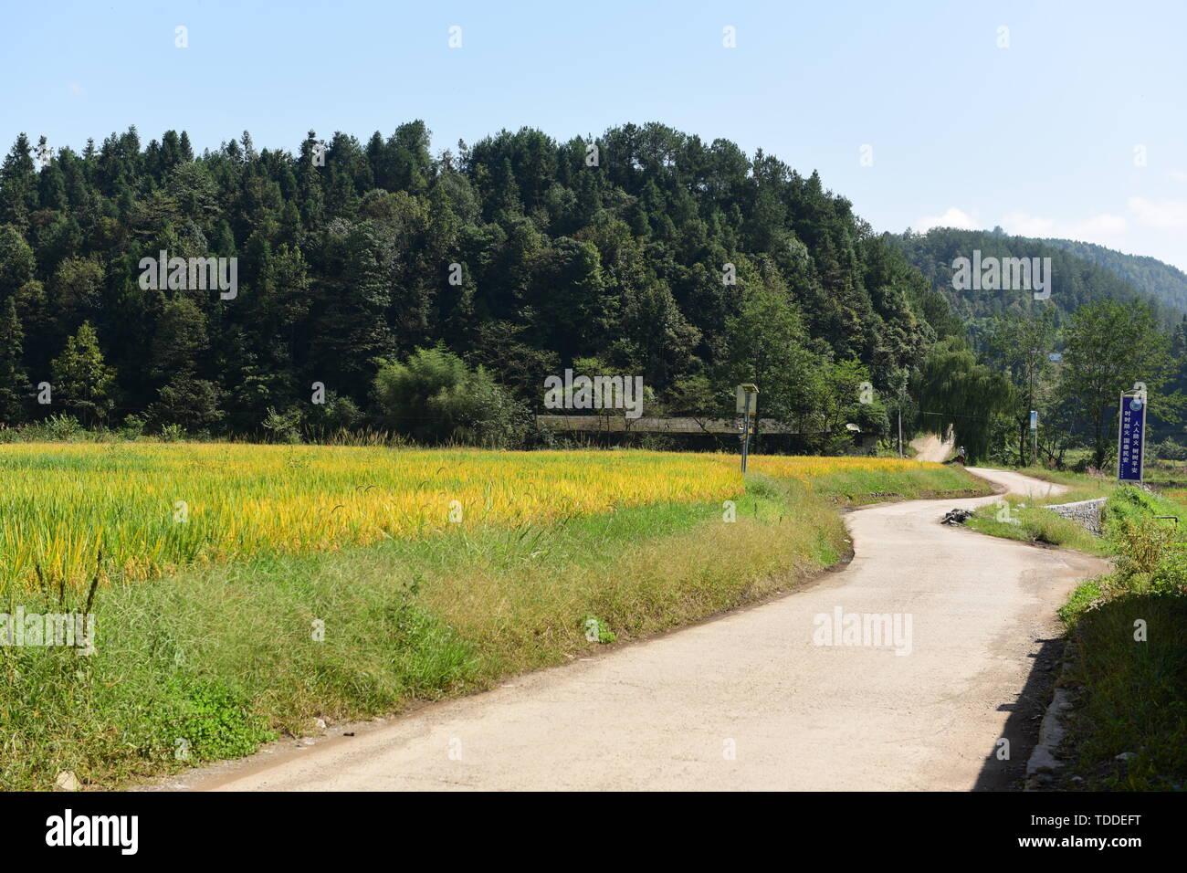 High definition rice hi-res stock photography and images - Alamy