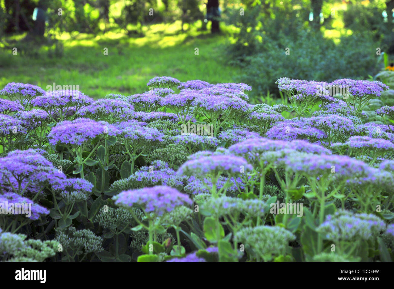 Red Jingtian flower picture Stock Photo - Alamy