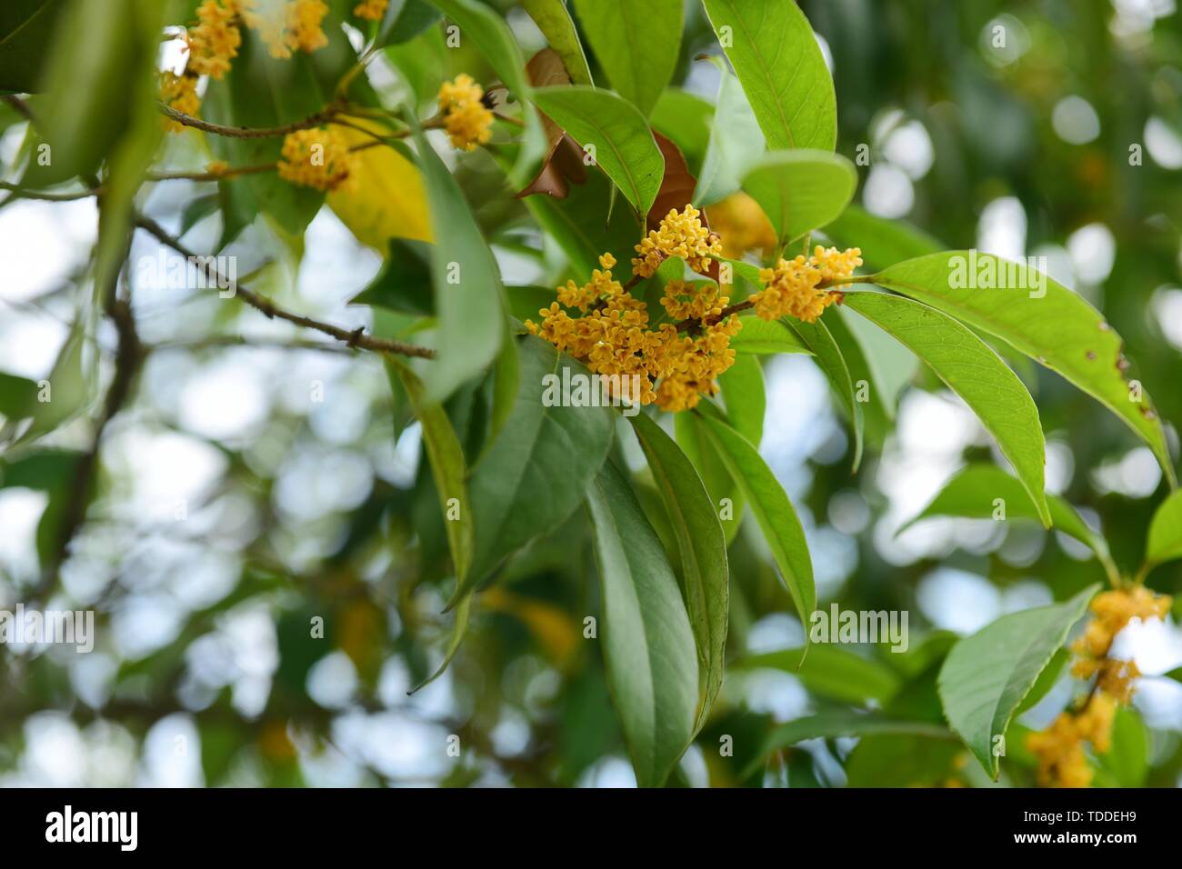 Silver osmanthus hi-res stock photography and images - Alamy