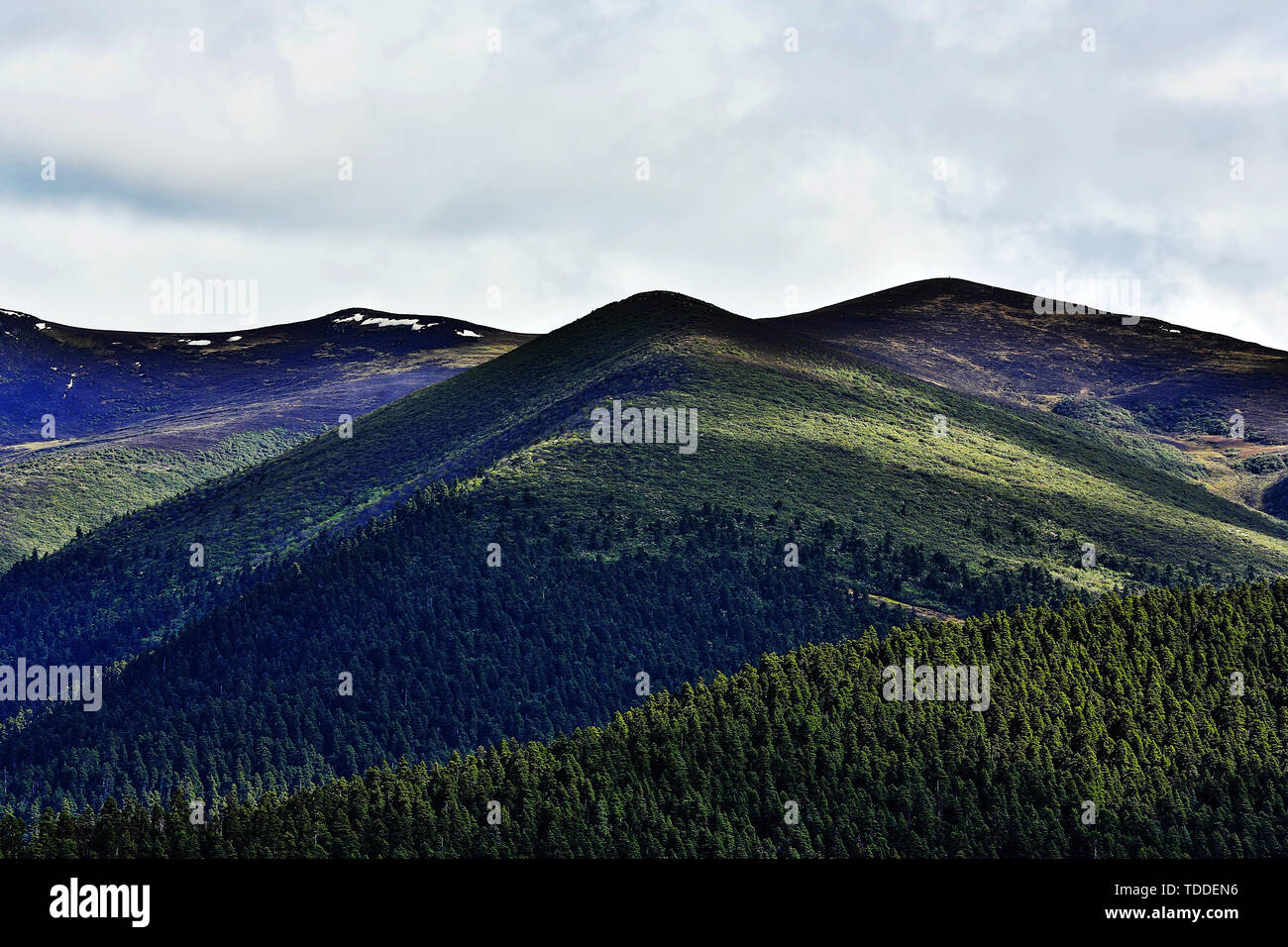 Scenery of Lulang Linhai in Yingzhi region, Tibet Stock Photo - Alamy