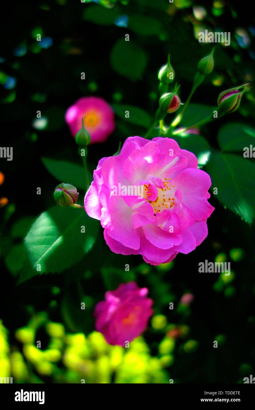 Frameless drawings hi-res stock photography and images - Alamy