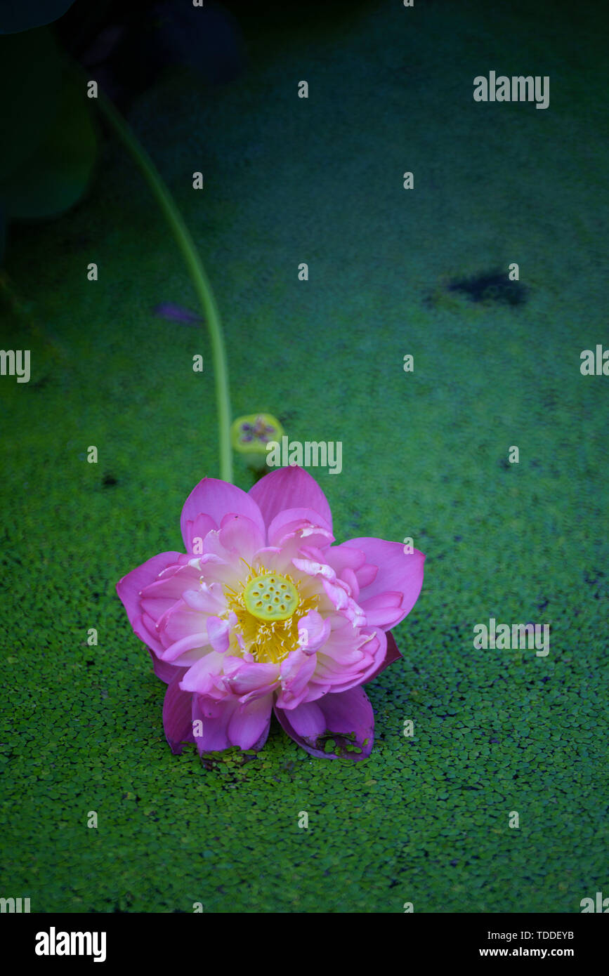 Aquatic plants in foreign countries hi-res stock photography and images ...