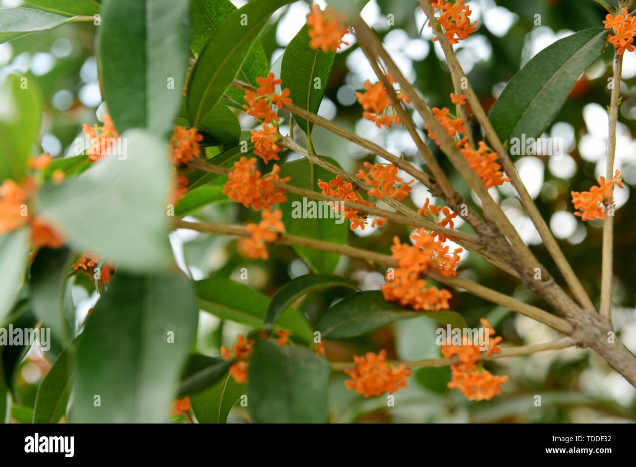 Dangui hi-res stock photography and images - Alamy