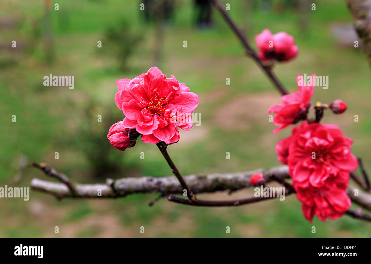 Temple fairs, Chinese New Year, blessings, incense, tulips, food ...