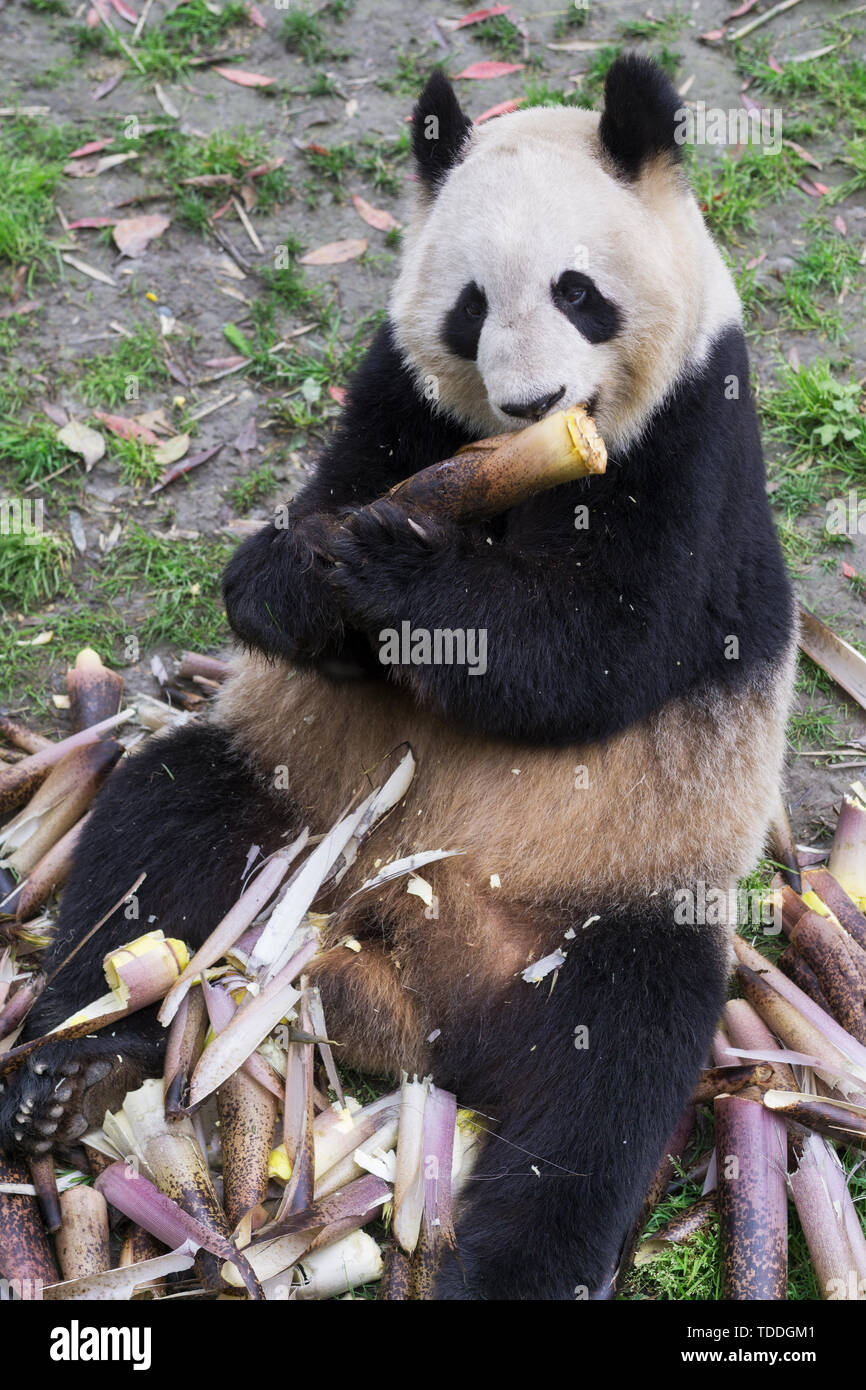 Giant panda eating bamboo shoots Stock Photo - Alamy