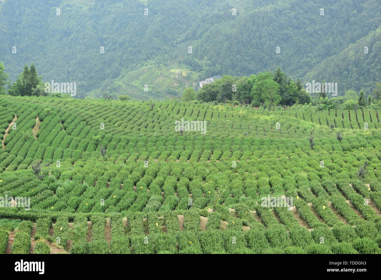 Tea garden scenery Stock Photo - Alamy