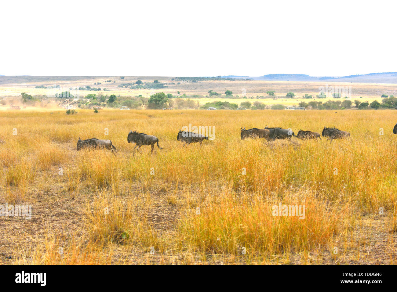 Migrating wildebeest, pictured in the Masai Mara Stock Photo - Alamy