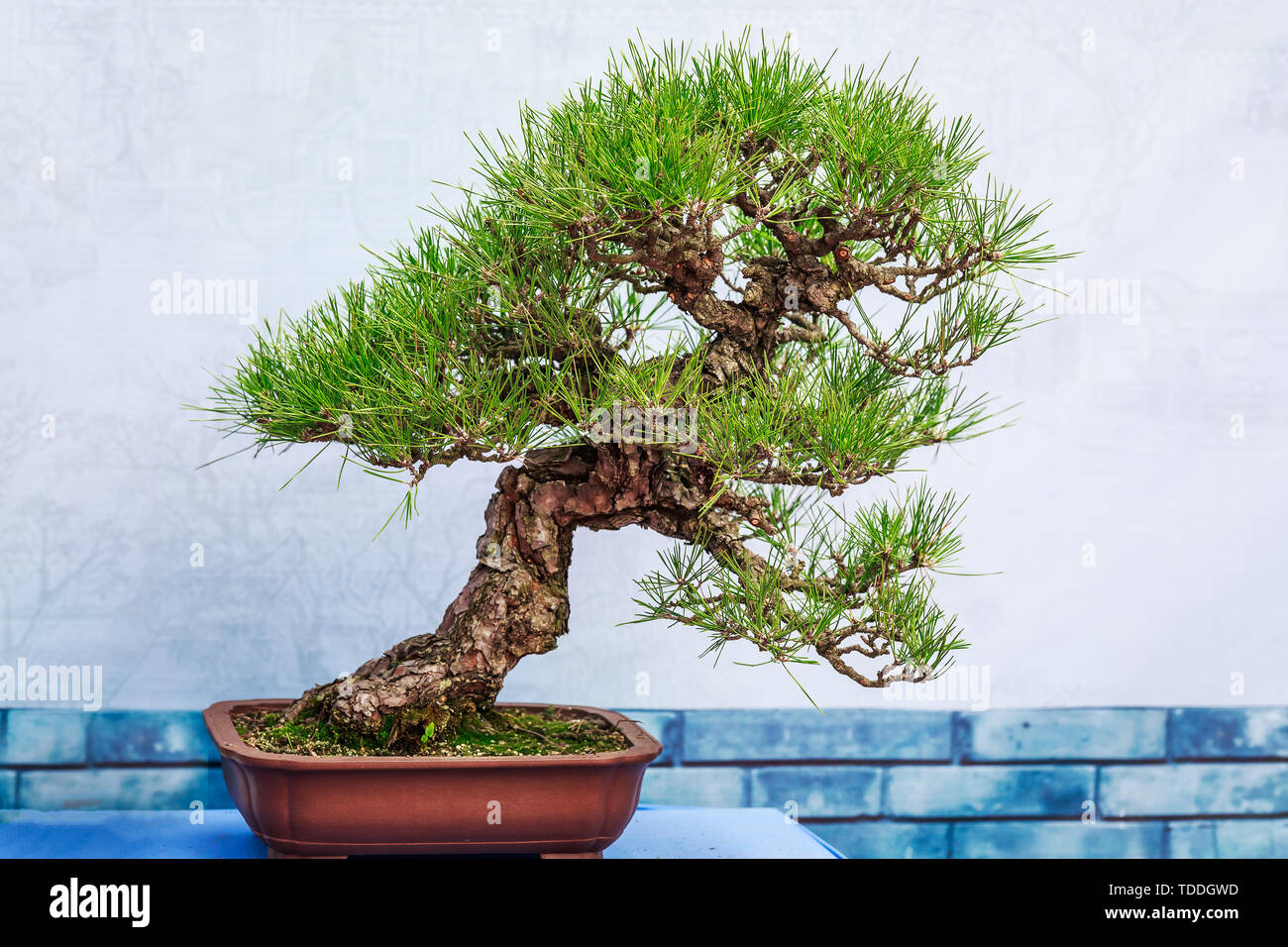 Potted plants and pine trees hi-res stock photography and images - Alamy