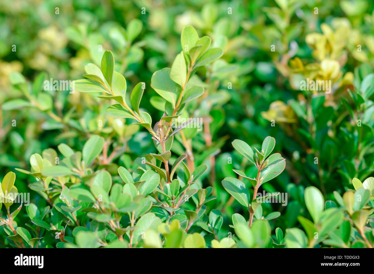 Dense growth shrubs trees hi-res stock photography and images - Alamy