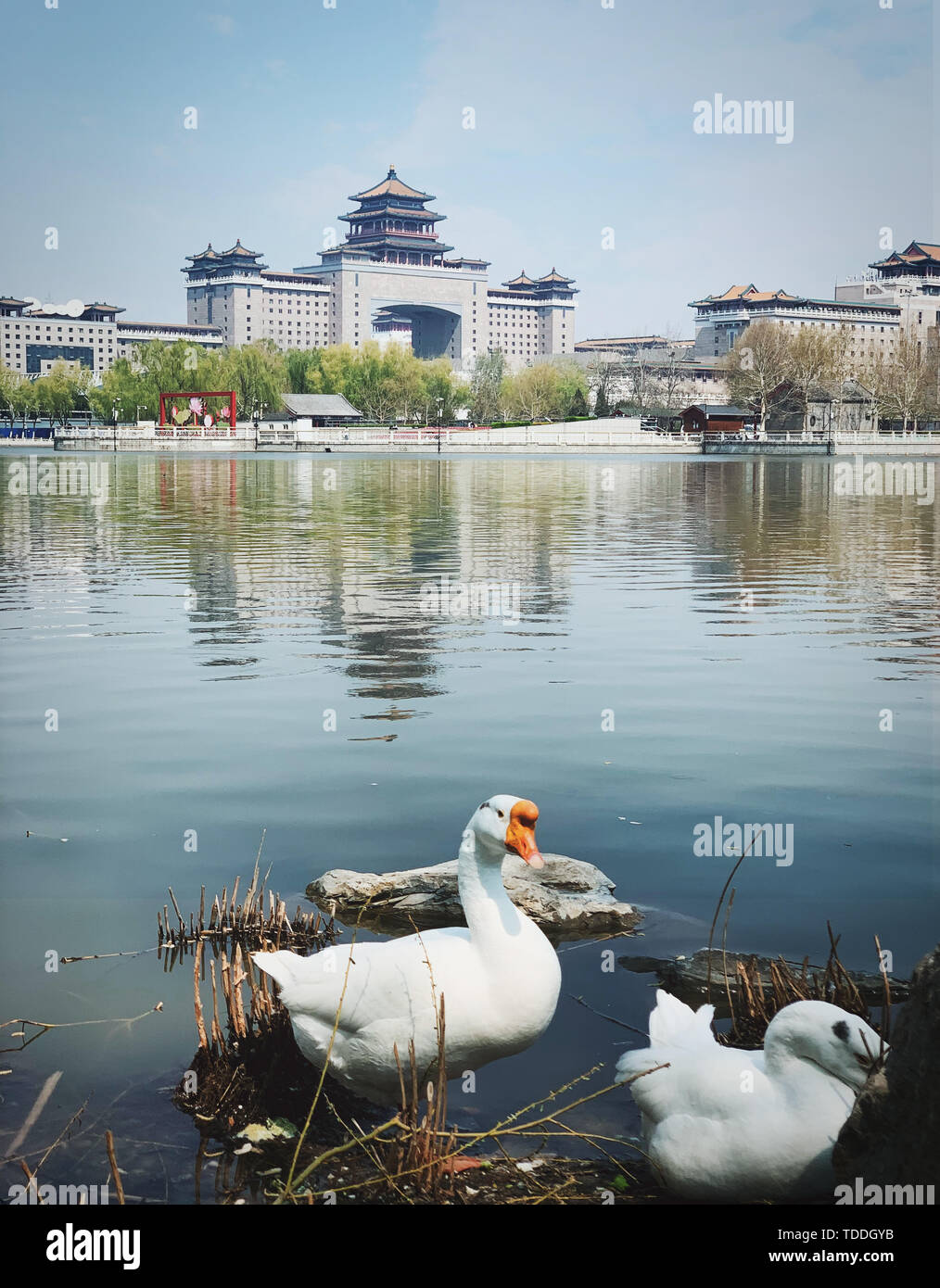 Lianhua lake hi-res stock photography and images - Alamy