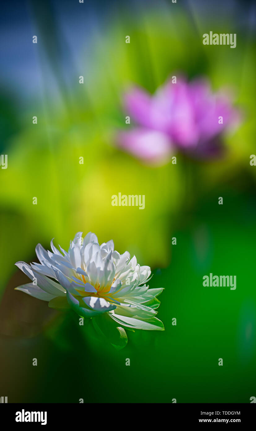 Floral lock screen hi-res stock photography and images - Alamy