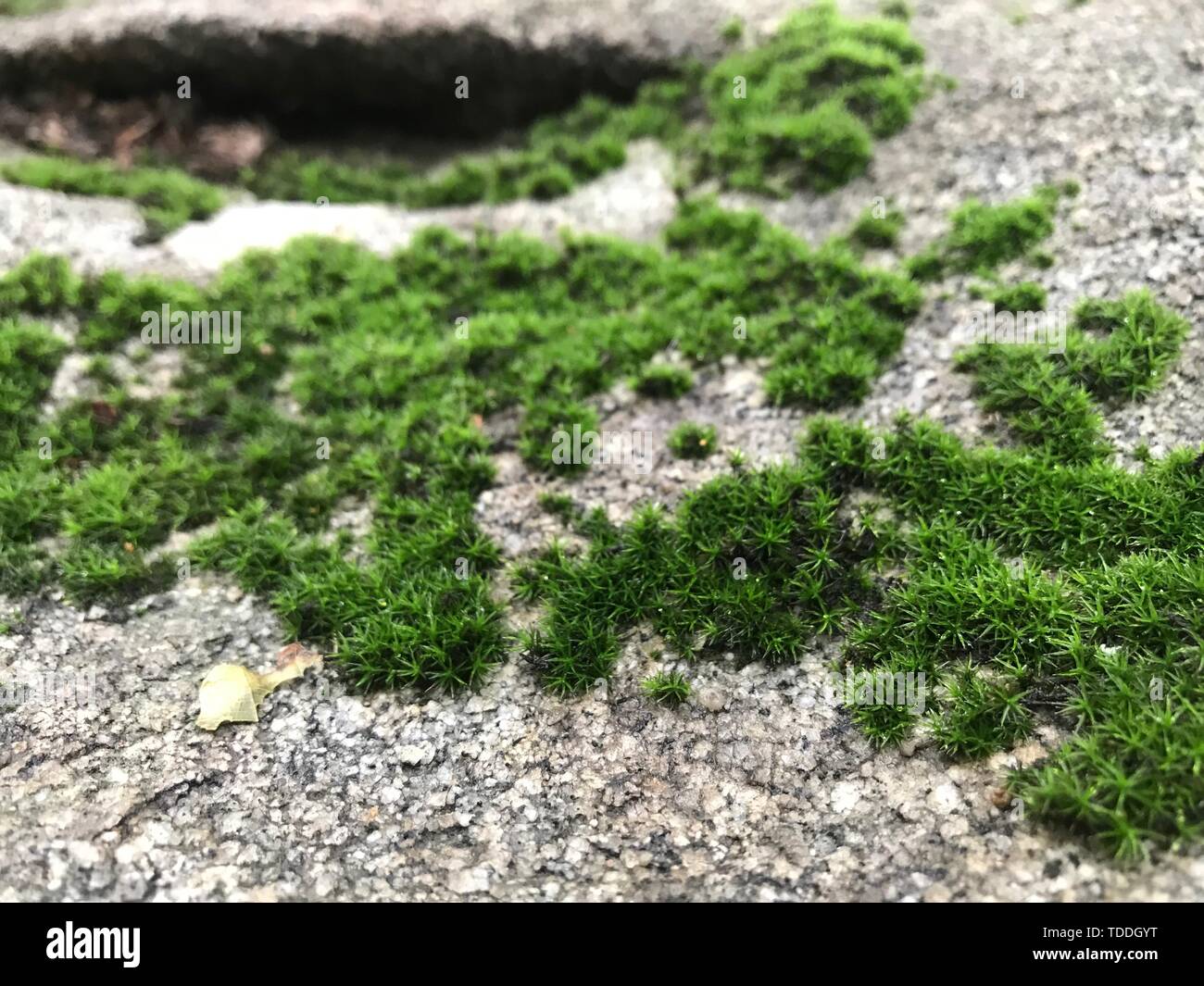 Moss on the rocks Stock Photo - Alamy