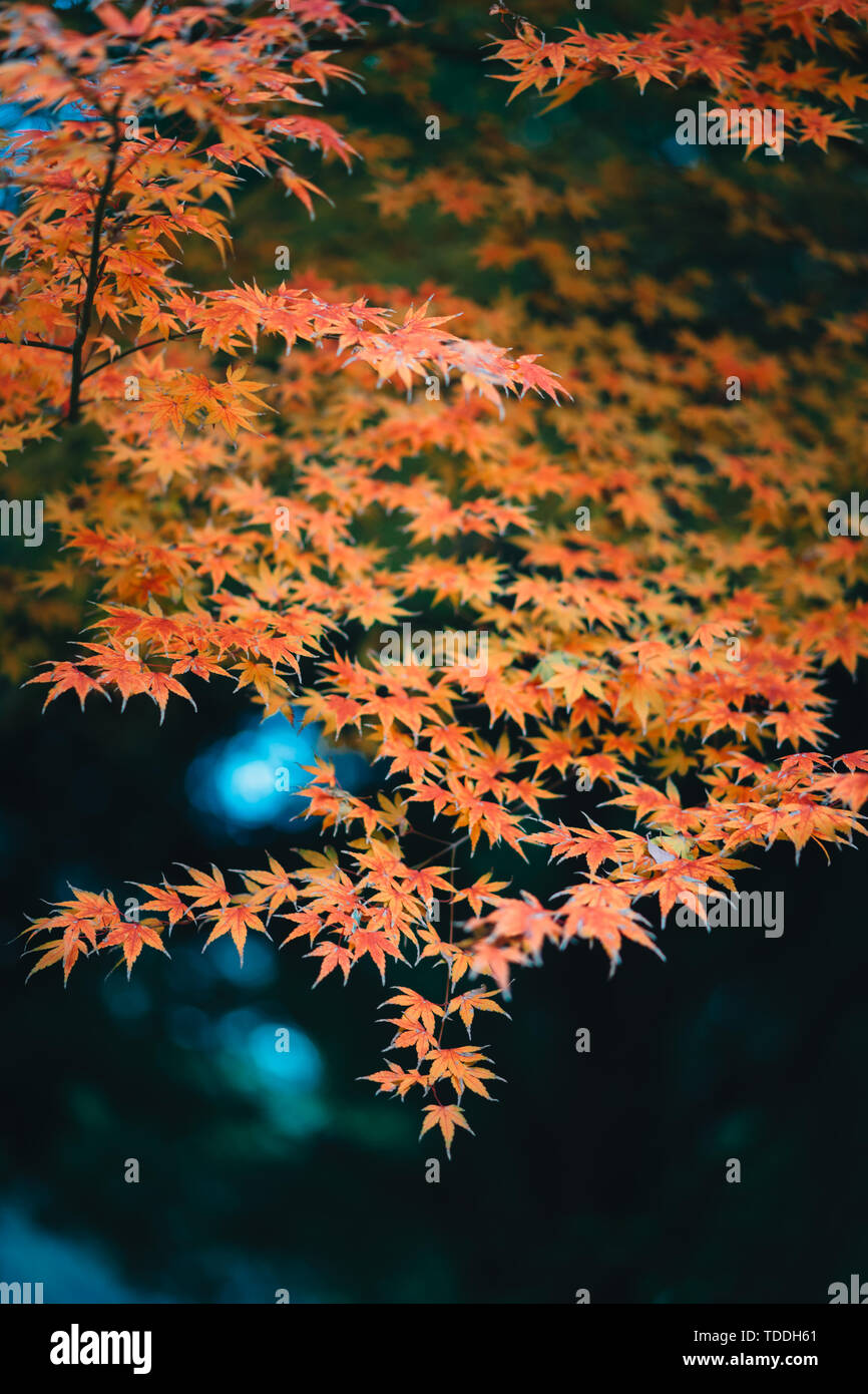 Beautiful maple leaves Stock Photo - Alamy
