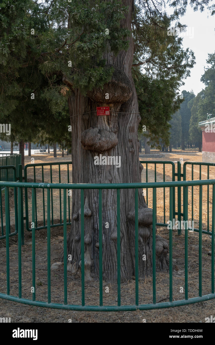 Beijing Tiantan Park Ancient Tree Stock Photo - Alamy