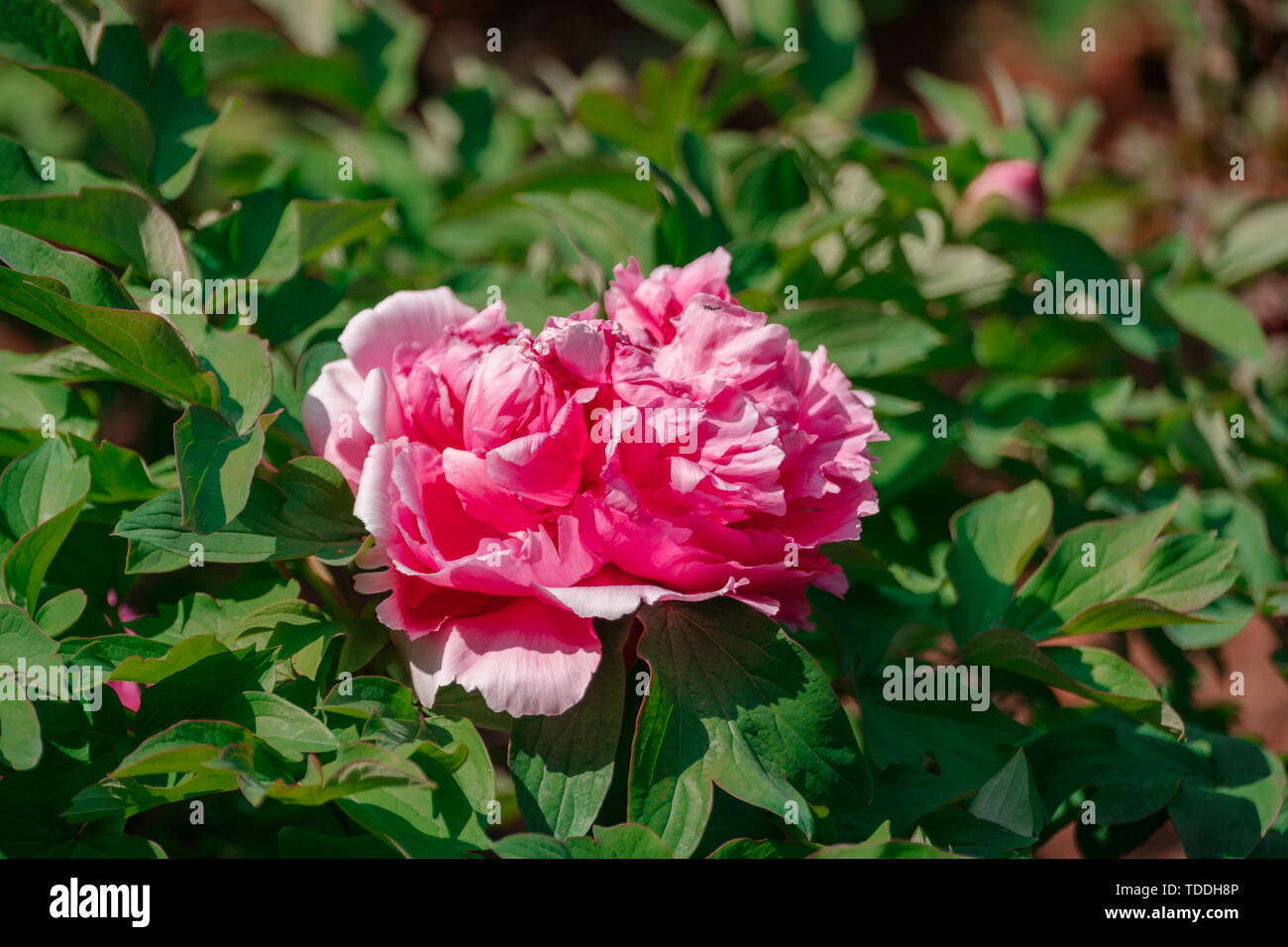 Red peonies at the Tanhua Temple in Kunming in spring and March Stock ...