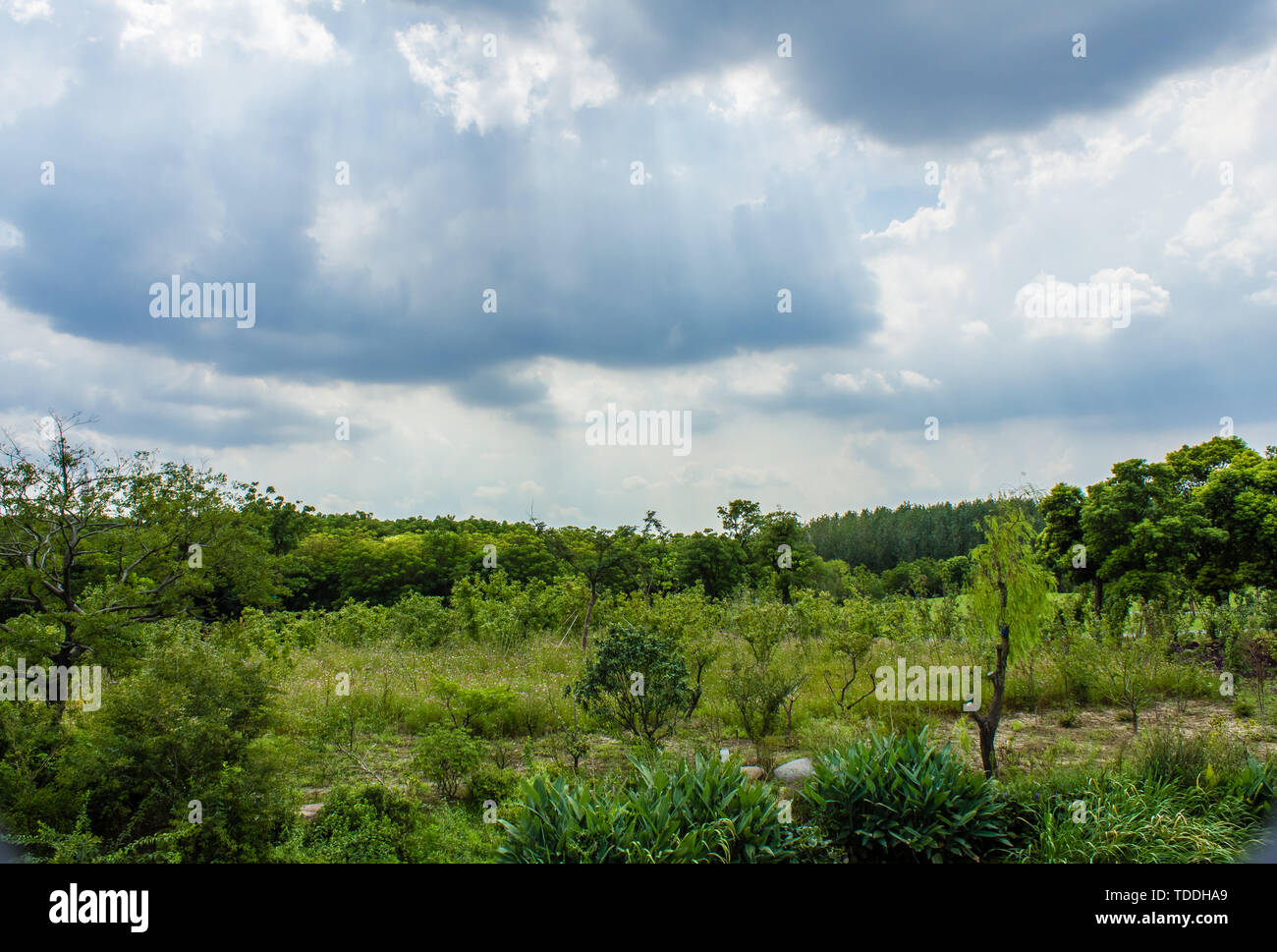 Scenery of Gucun Park in Shanghai Stock Photo - Alamy