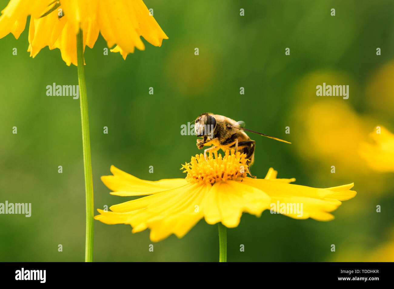 Hard working bees hi-res stock photography and images - Alamy