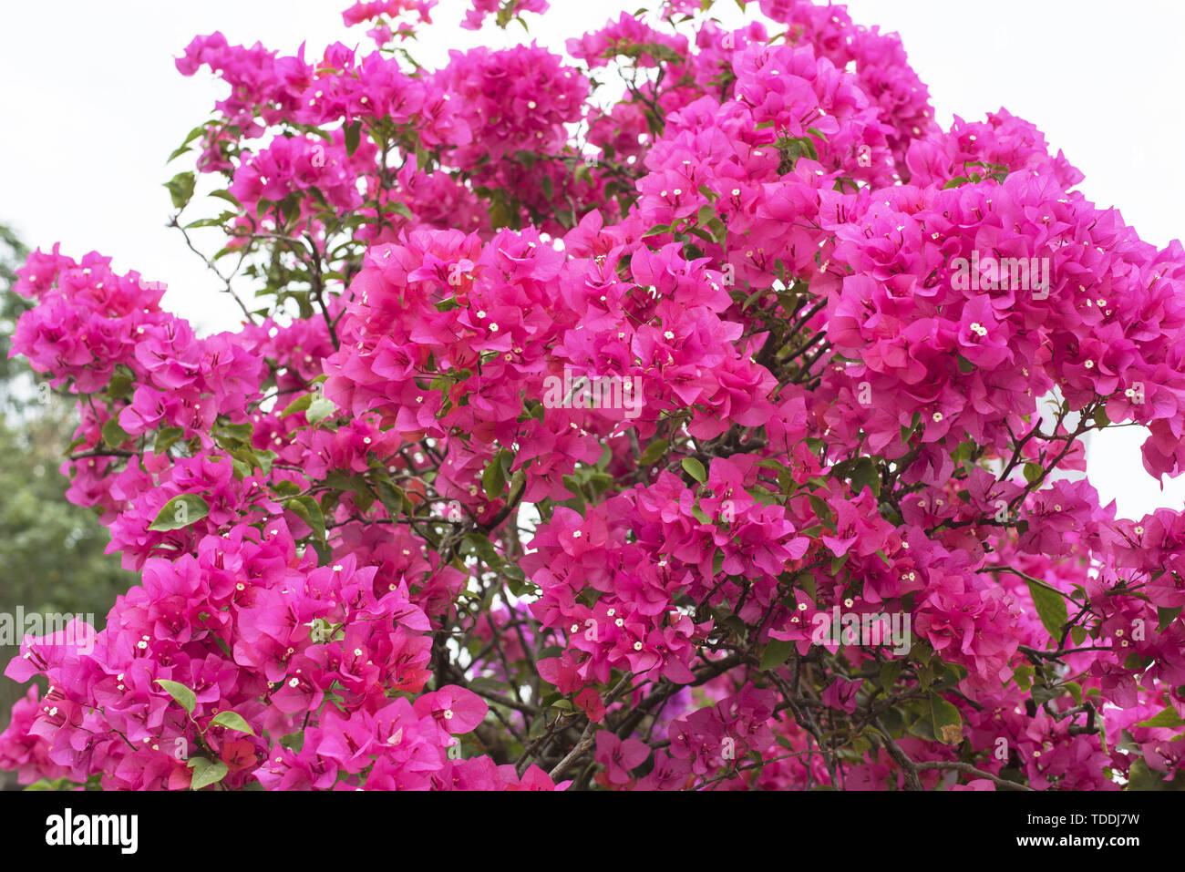 Triangular plum hi-res stock photography and images - Alamy