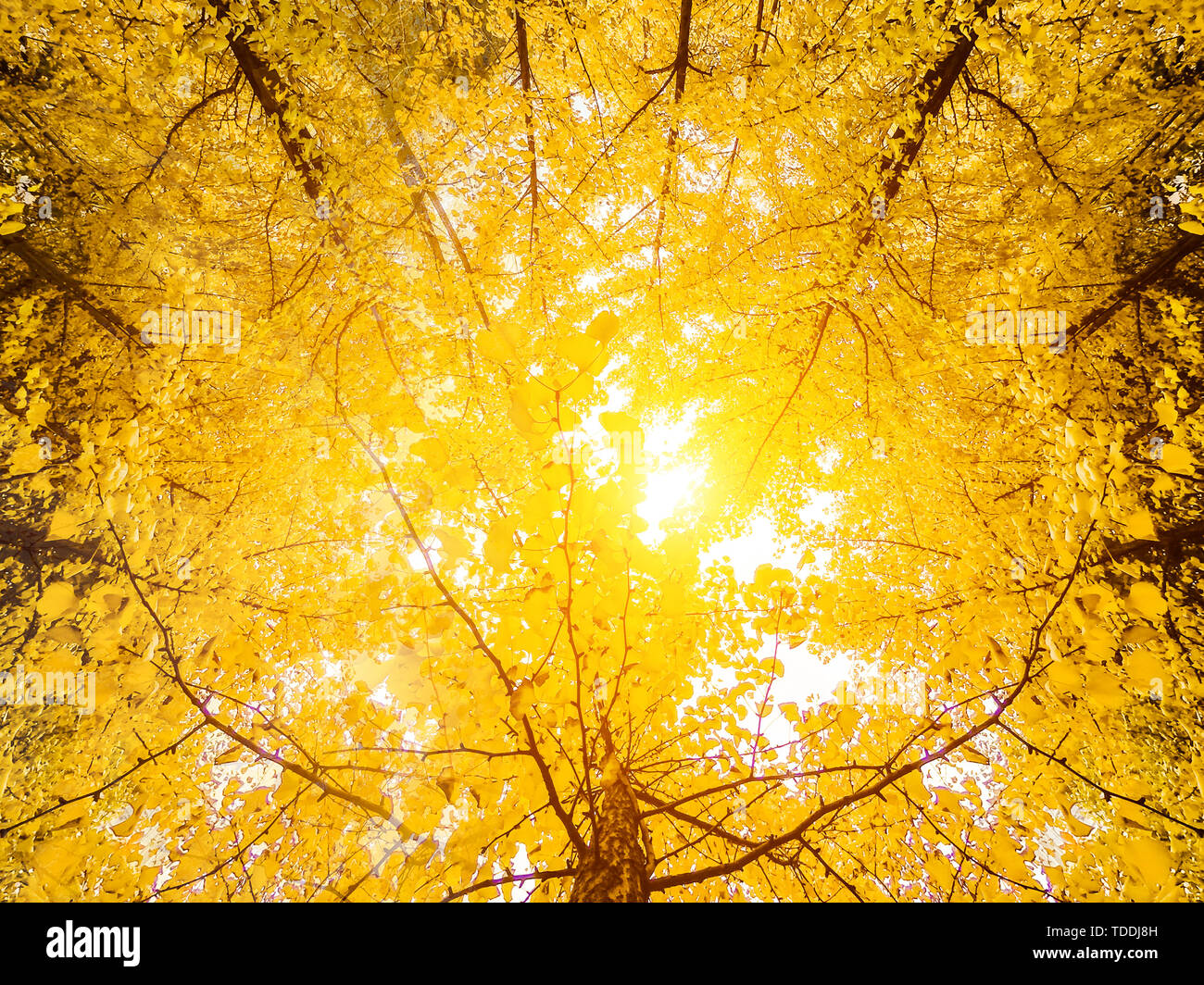 Gink tree hi-res stock photography and images - Alamy