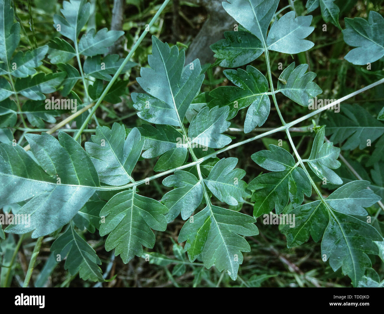 The growing neem seedlings, leaves Stock Photo - Alamy