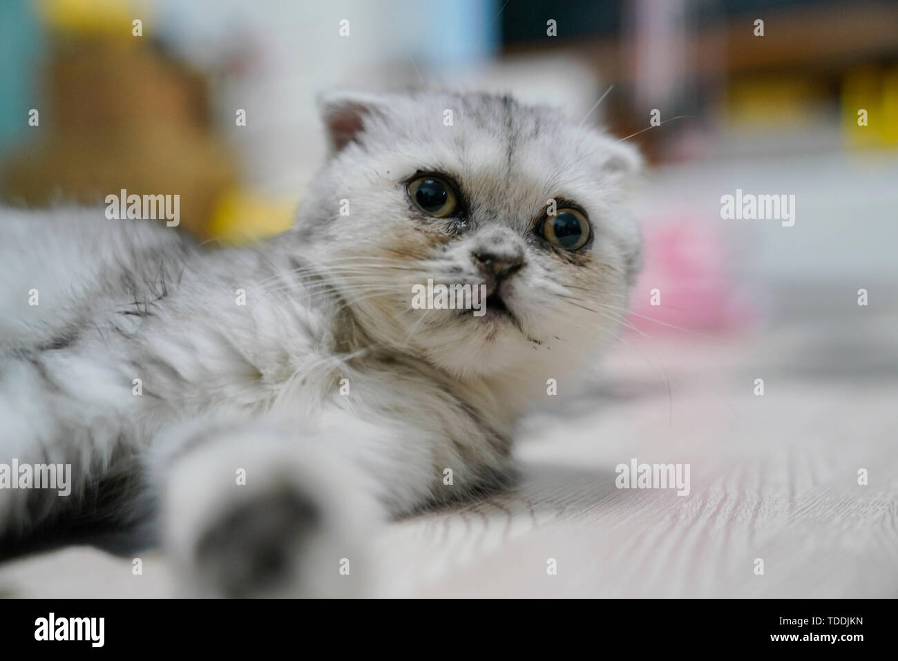 Baby ear fold hi-res stock photography and images - Alamy