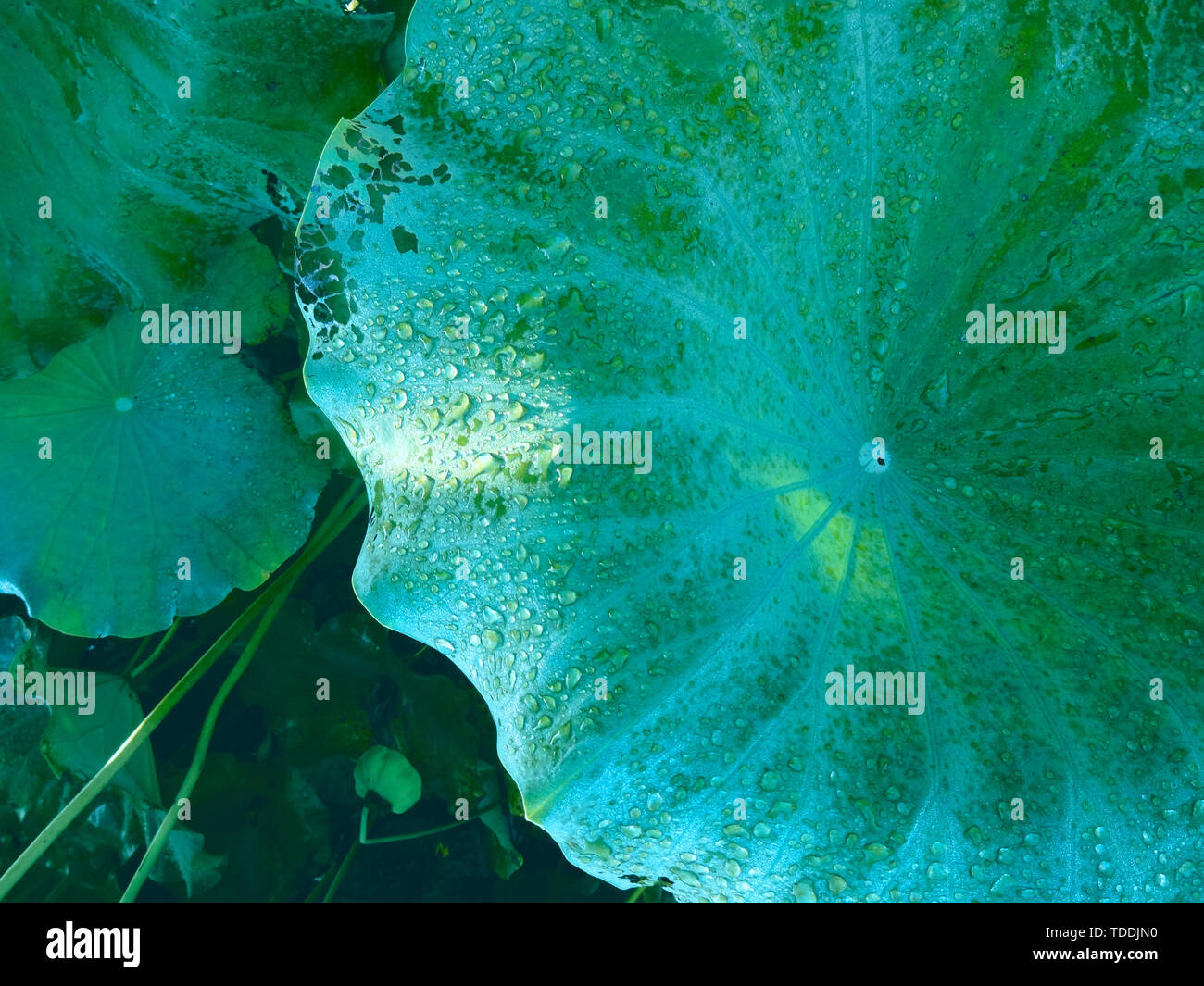 The dew and marks on the lotus leaves in the morning Stock Photo - Alamy