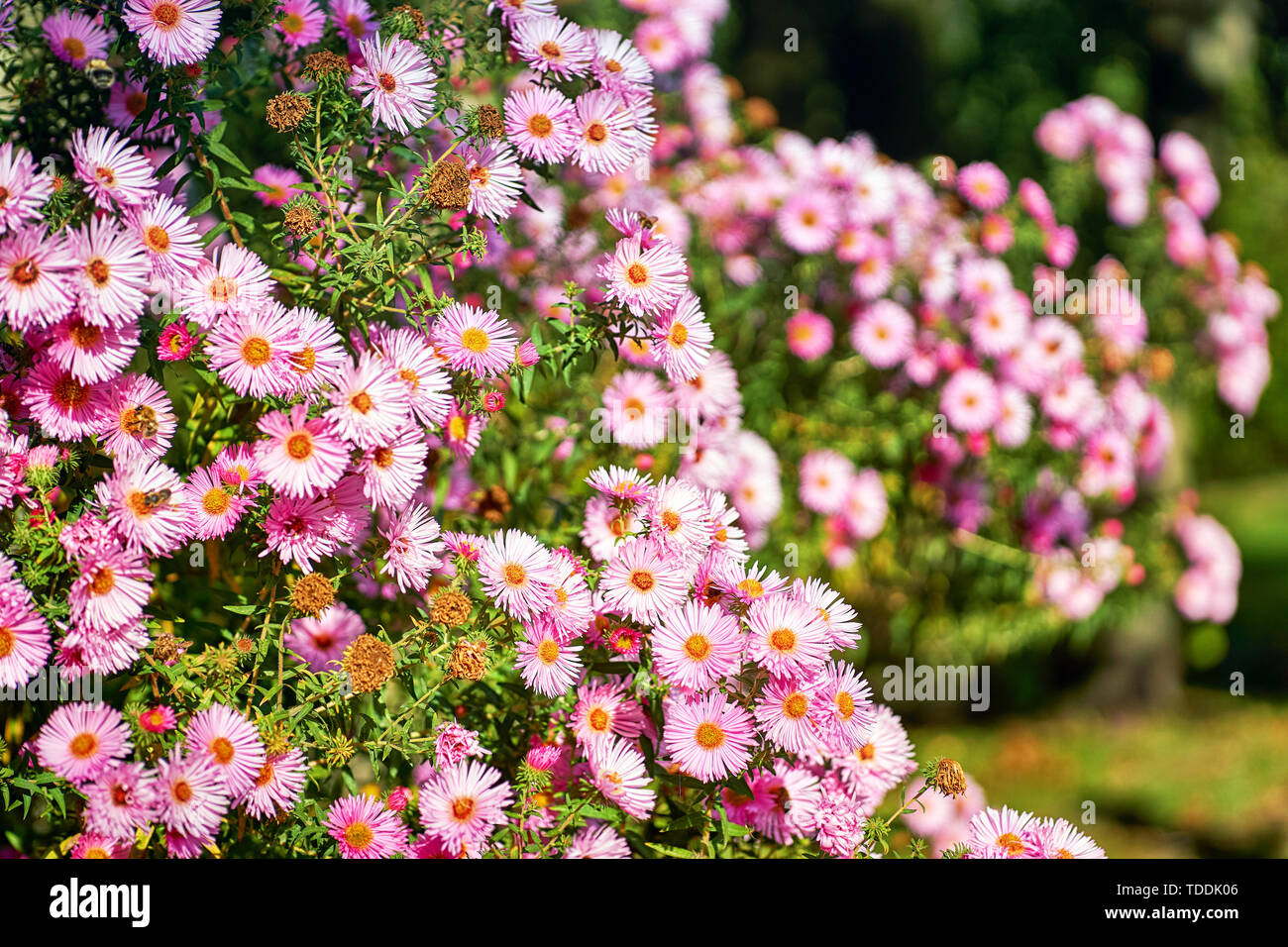 Pink flowers of the aster. Aster Dumosus Stock Photo - Alamy