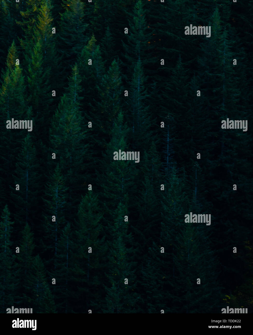 Pine Tree Forest Background Image with subtle light on corner Stock ...