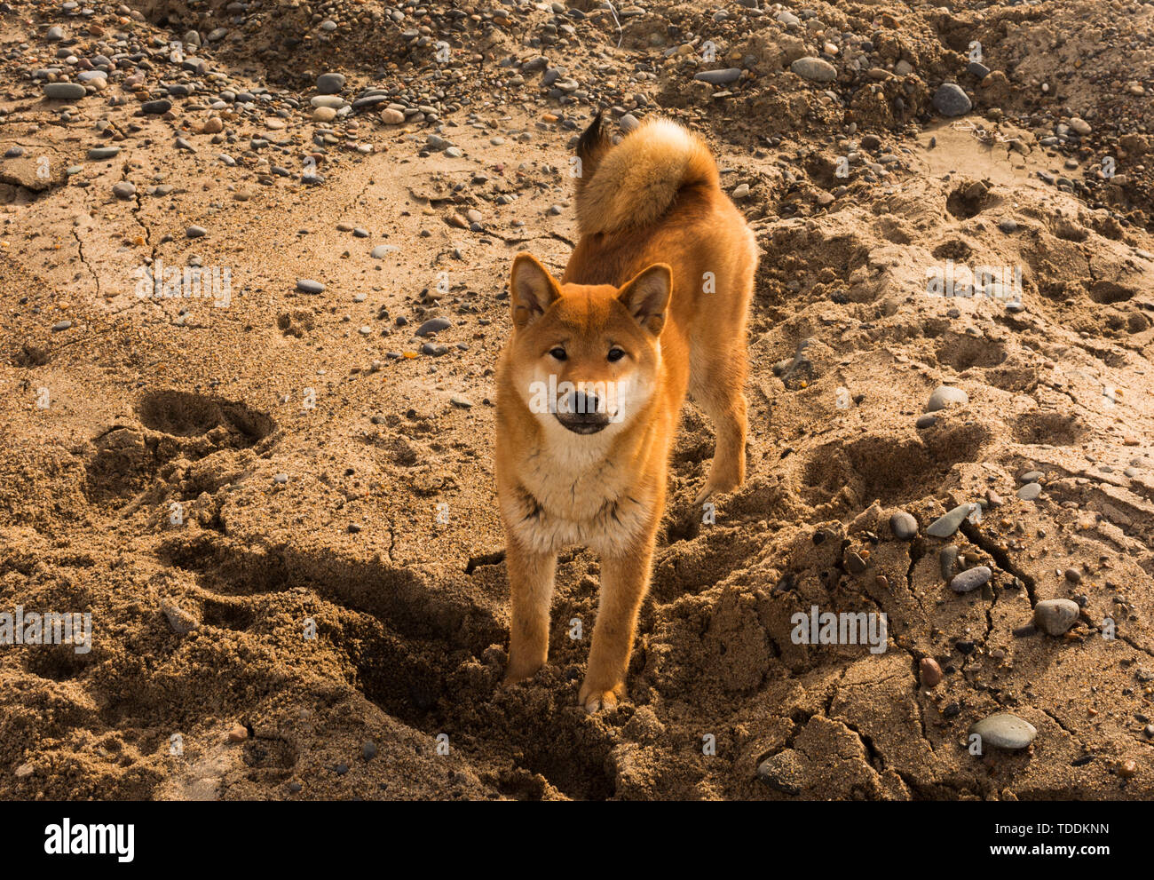 Shiba dog stand hi-res stock photography and images - Alamy