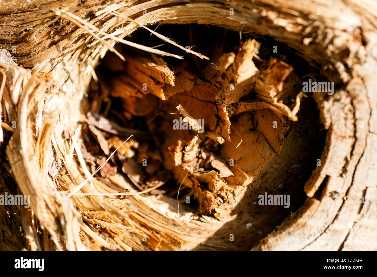 Tree macro surface abstract background best quality prints Stock Photo ...