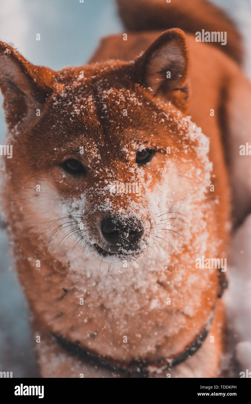 Red Dog shiba-inu walks in the frost, snow on the wool Stock Photo - Alamy