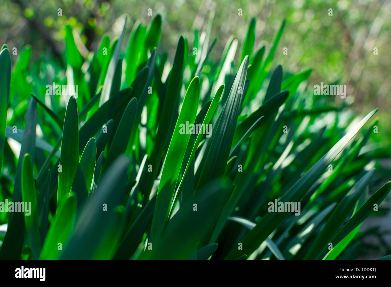 Young Green Grass. Sun day. Awakening of nature. Garden Stock Photo - Alamy