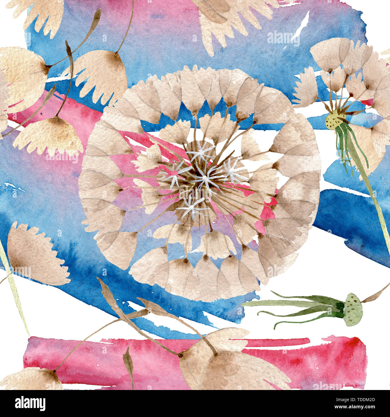 Dandelion blowball with seeds. Watercolor background illustration set ...