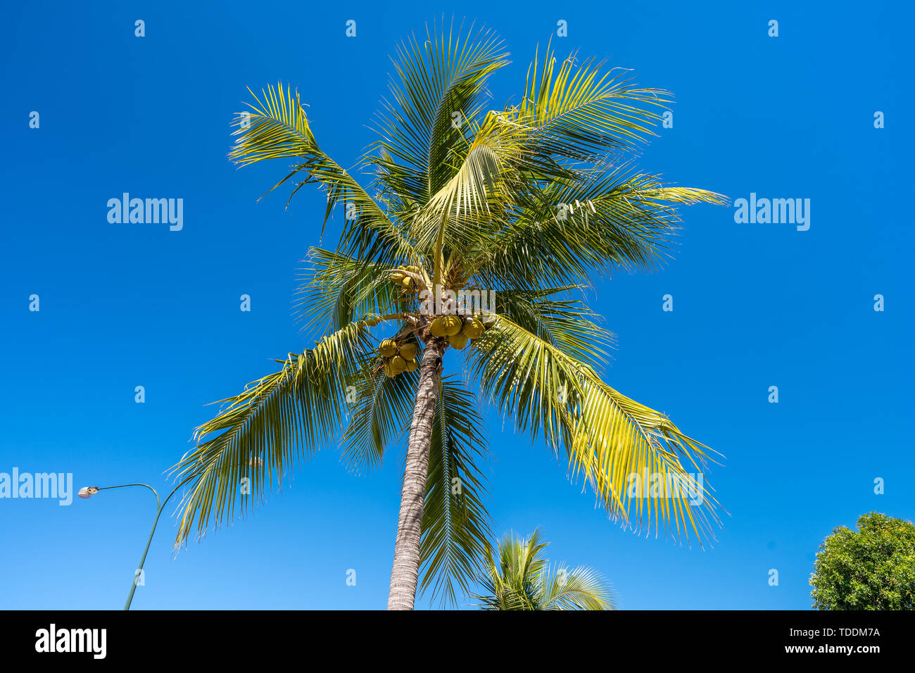 Coconuts australia hi-res stock photography and images - Alamy