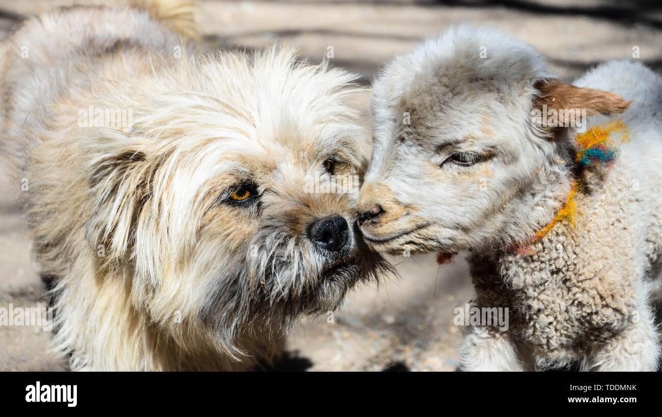 Kissing animals hi-res stock photography and images - Alamy