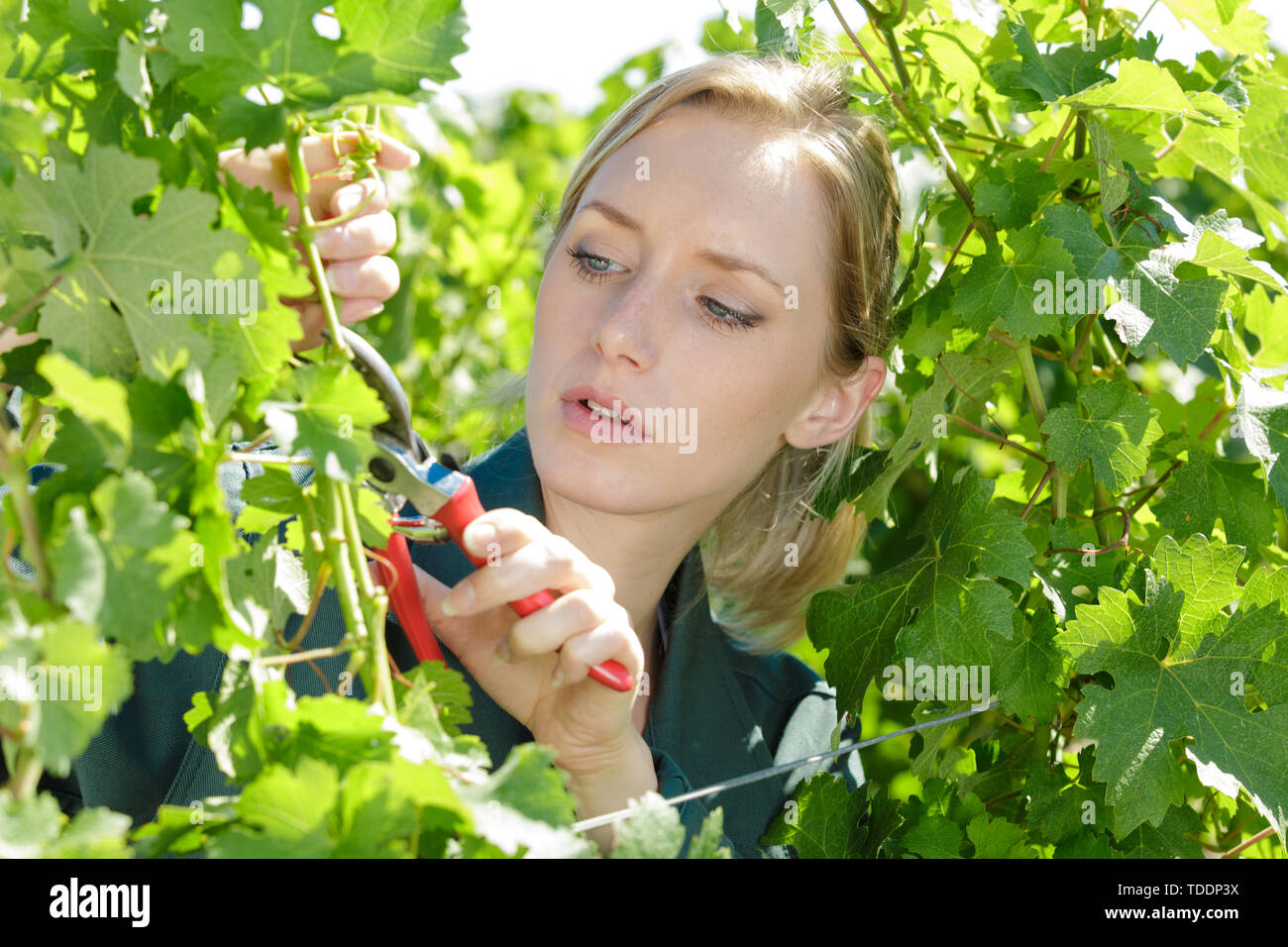 Stalk cutter hi-res stock photography and images - Alamy