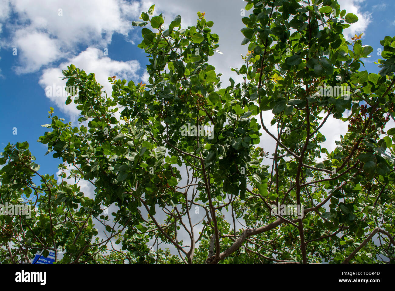 Pistachio tree bronte sicily hi-res stock photography and images - Alamy