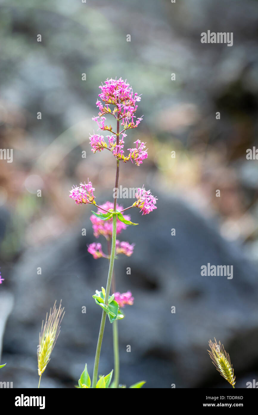 Flora of Mount Etna volcano, seasonal blossom of pink Centranthus ruber ...