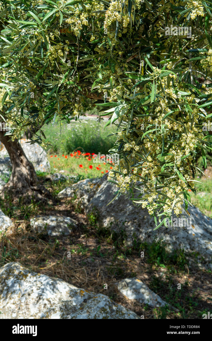 Olive trees growing on farm plantanions in Italy, production of extra ...