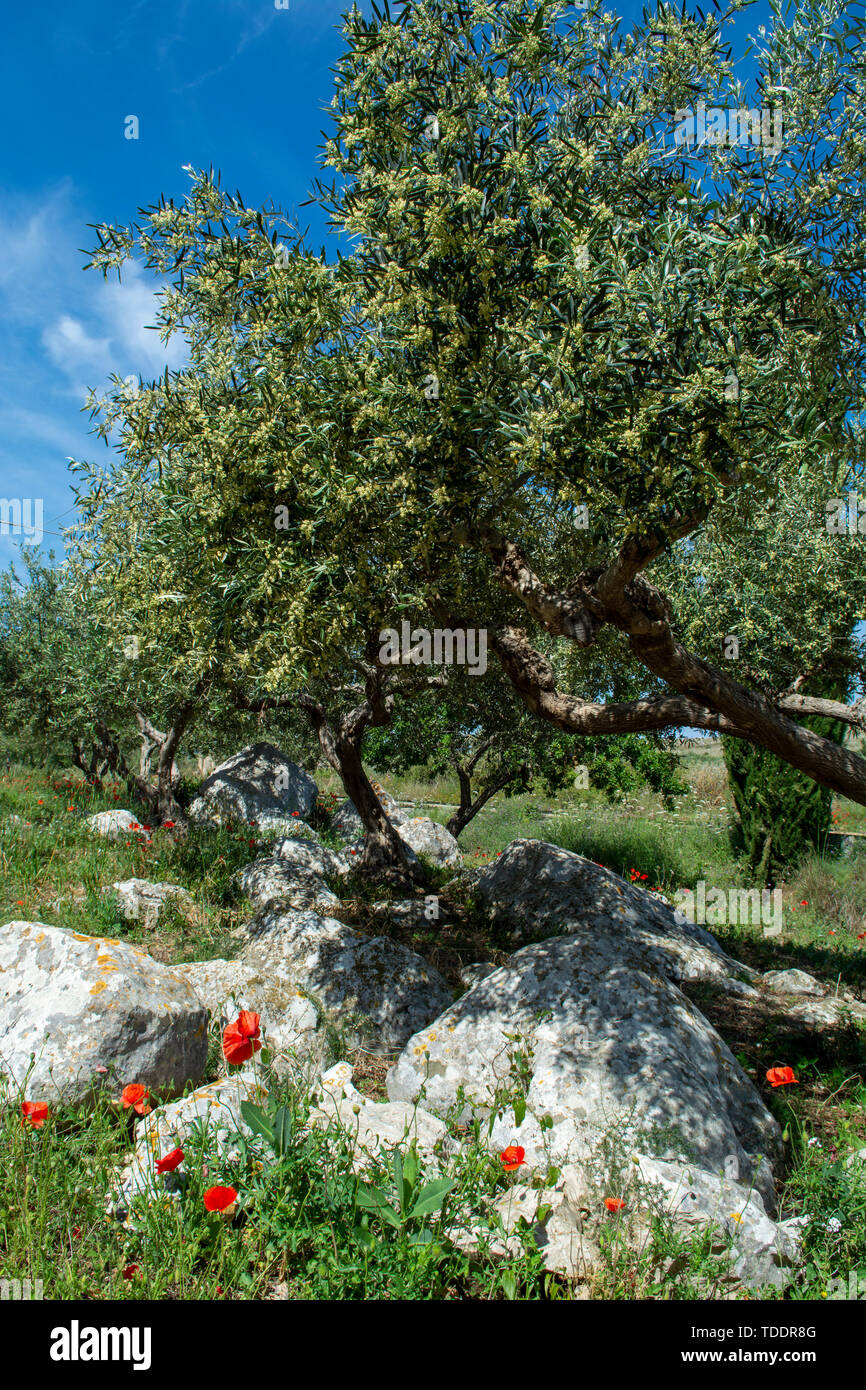 Olive trees growing on farm plantanions in Italy, production of extra ...