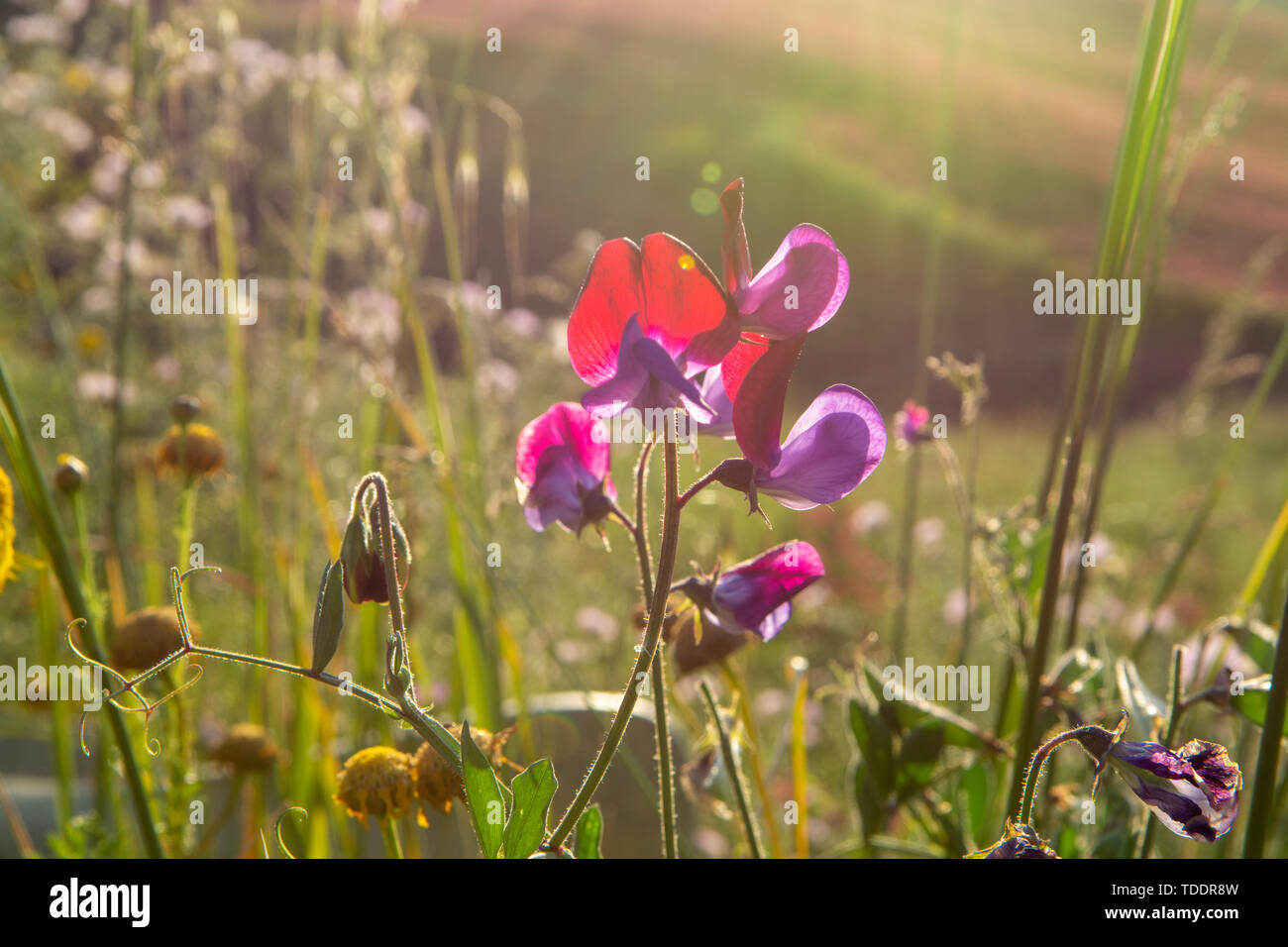 Flora of Sicily, colorful flossom of wild flowers on meadow in ...