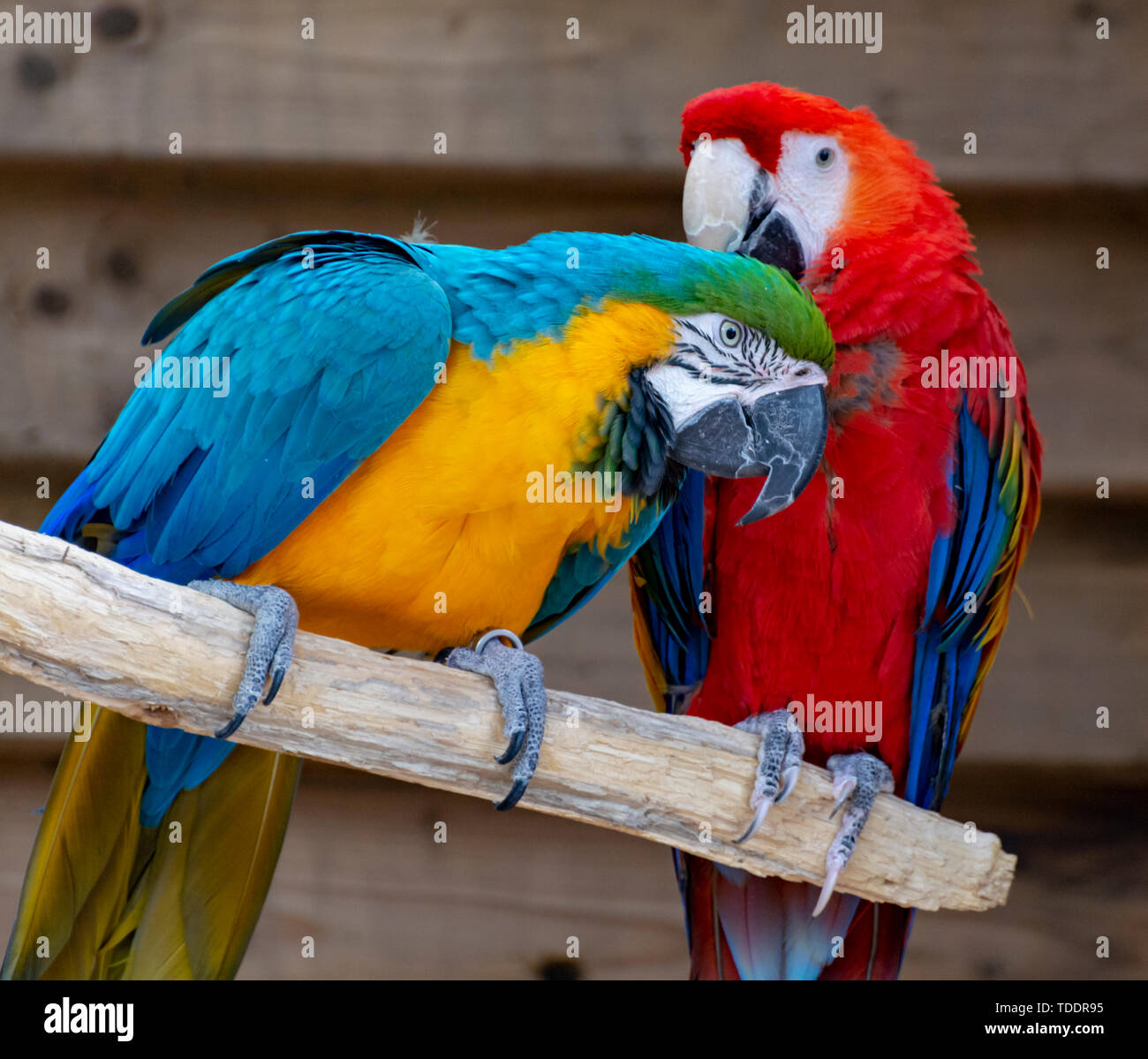 Macaw scarlet and blue-and-yellow parrots, long-tailed colorful exotic ...