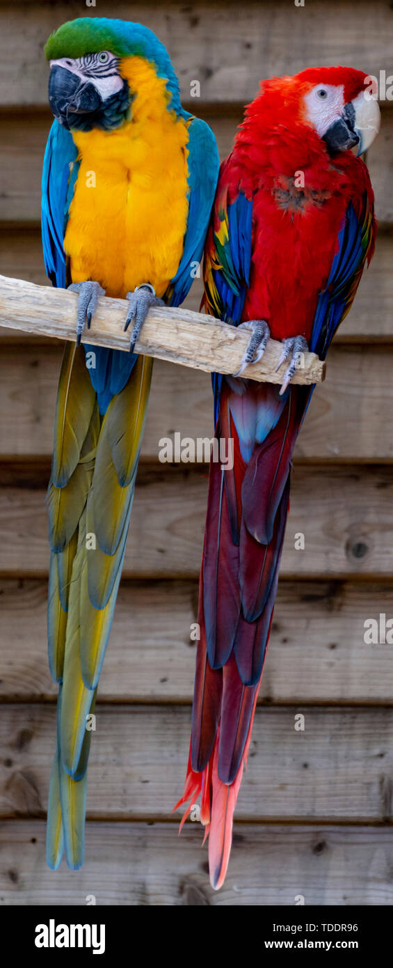 Macaw scarlet and blue-and-yellow parrots, long-tailed colorful exotic ...