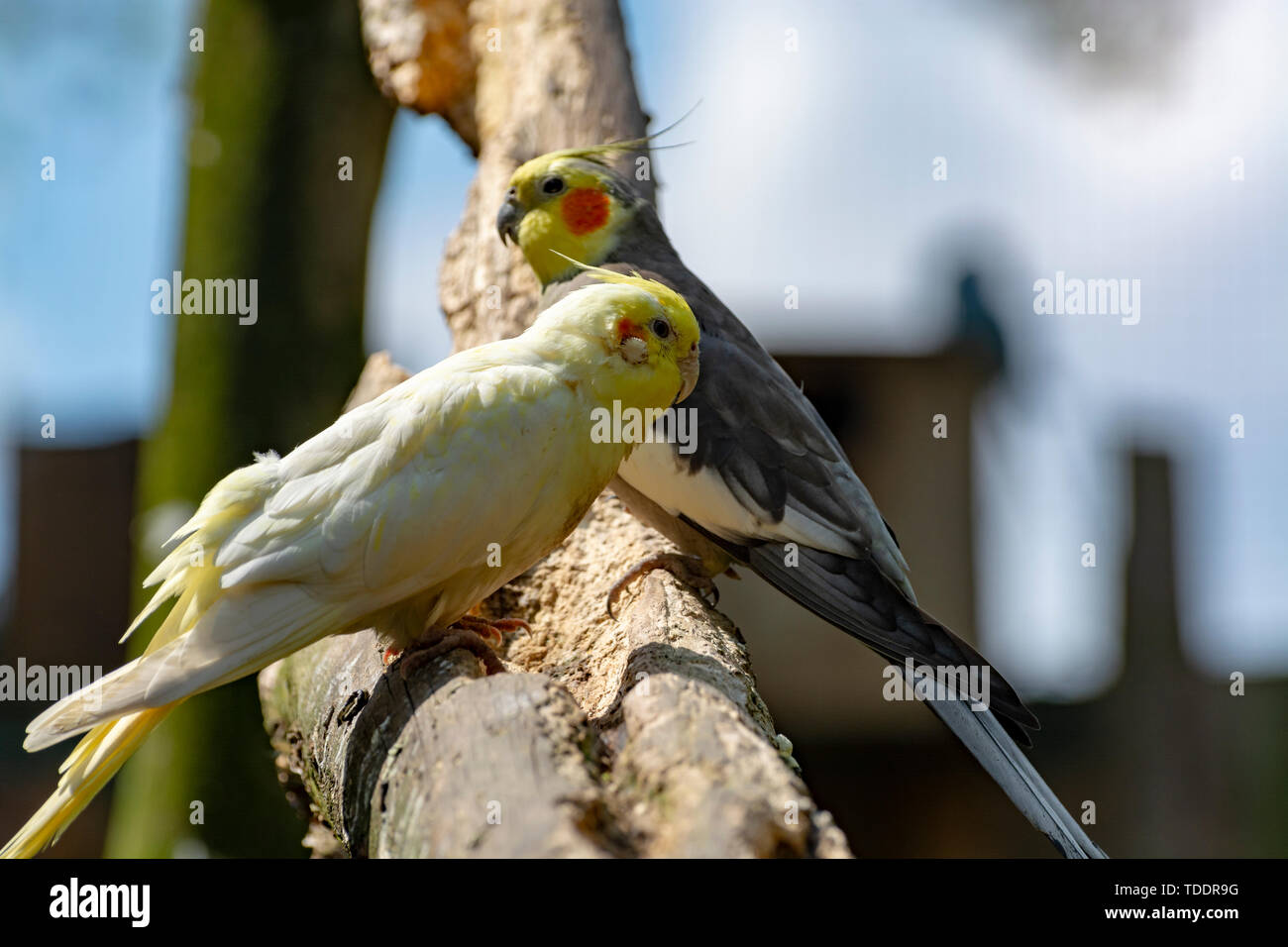 Cockateil hi-res stock photography and images - Alamy