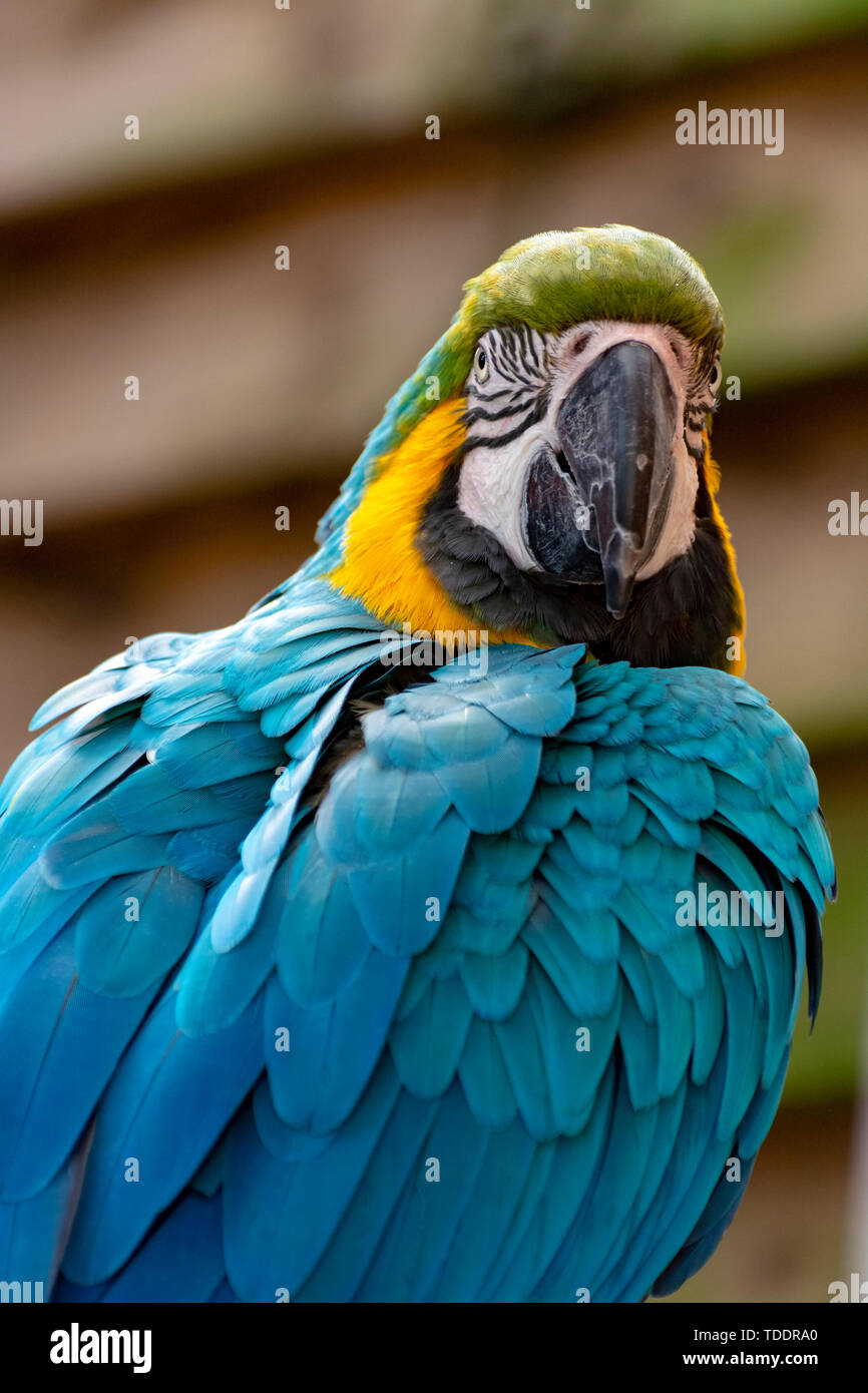 Macaw blue-and-yellow parrot, long-tailed colorful exotic bird close up ...